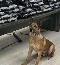 K9 Cop Magazine | Blue Island K-9 Rocco makes historic, 500-pound ...